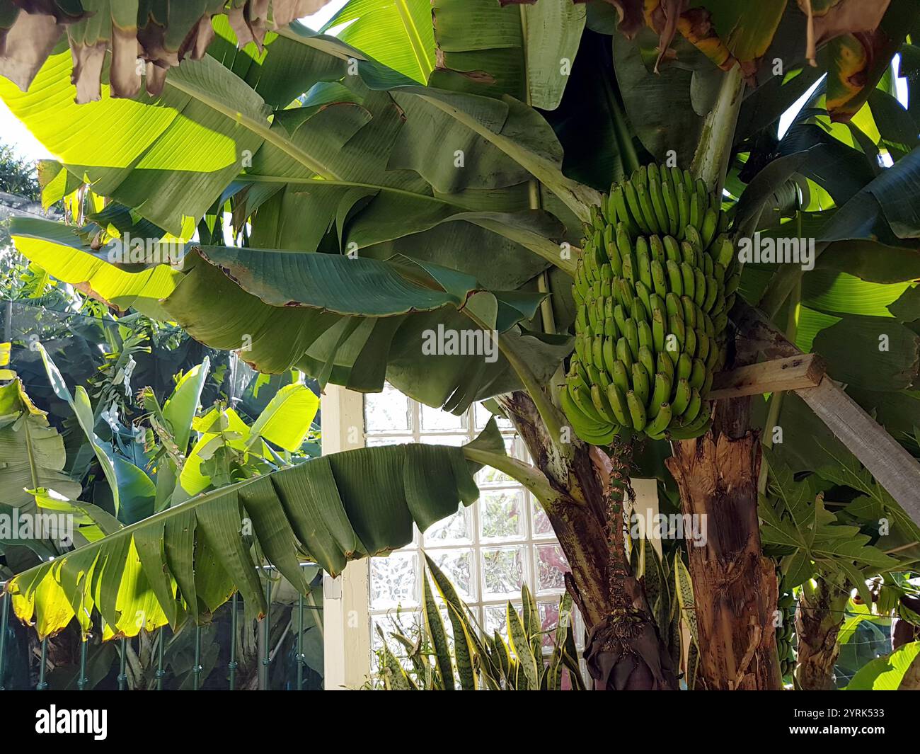 banana tree with green fruits (Madeira, Portugal Stock Photo - Alamy