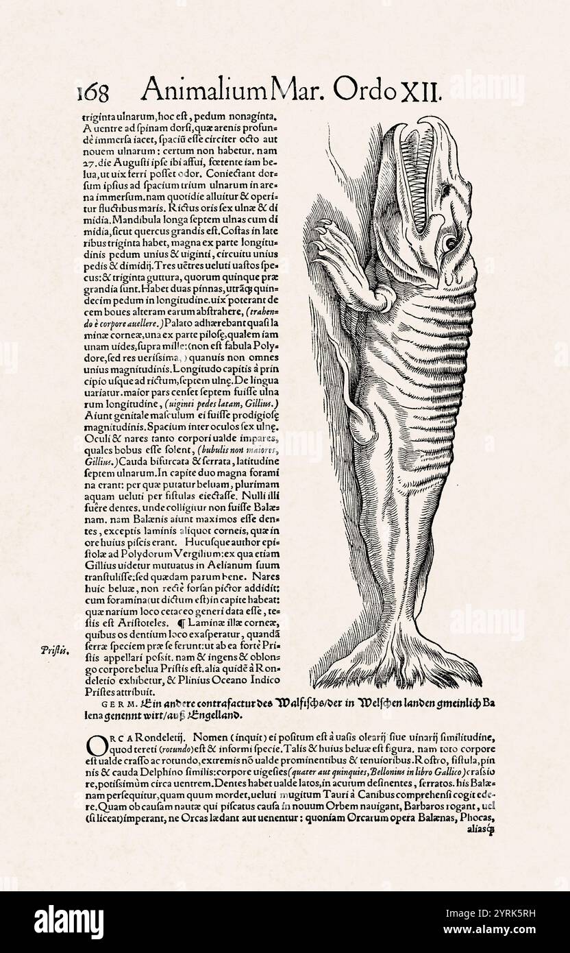 Antique animal illustration from Icones Animalium by Conrad Gessner ...