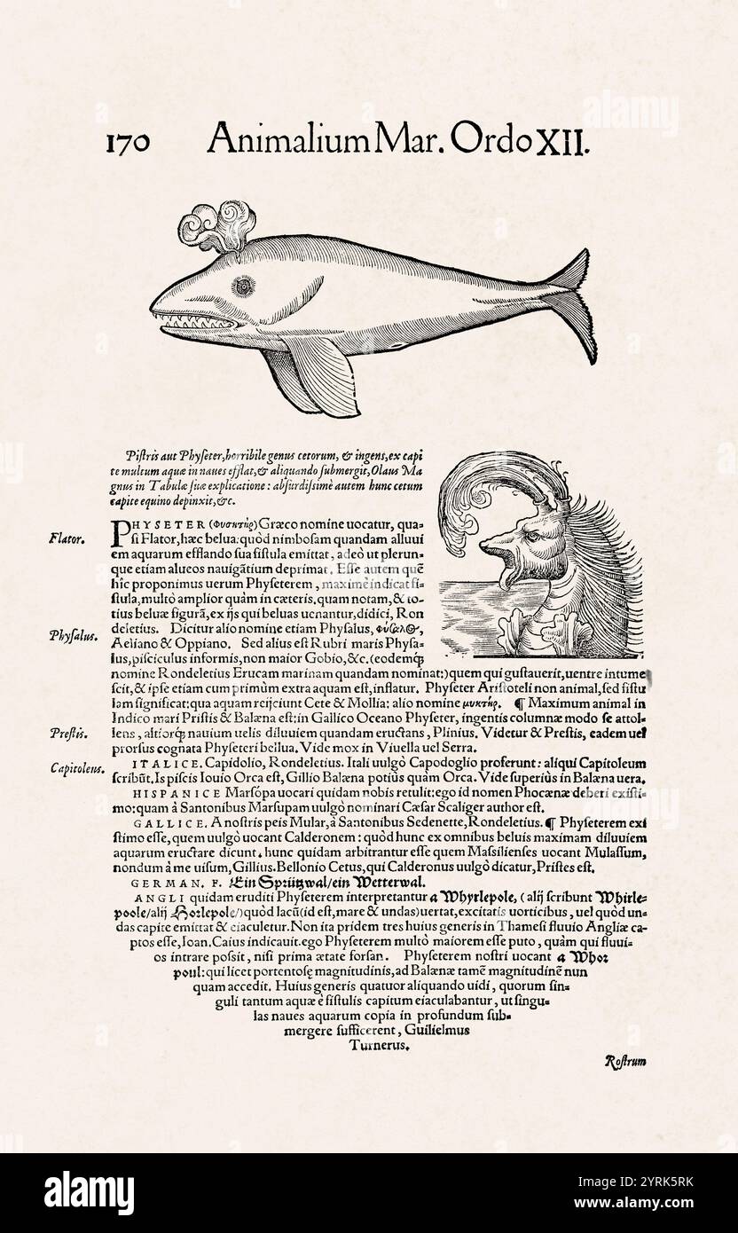 Antique animal illustration from Icones Animalium by Conrad Gessner ...