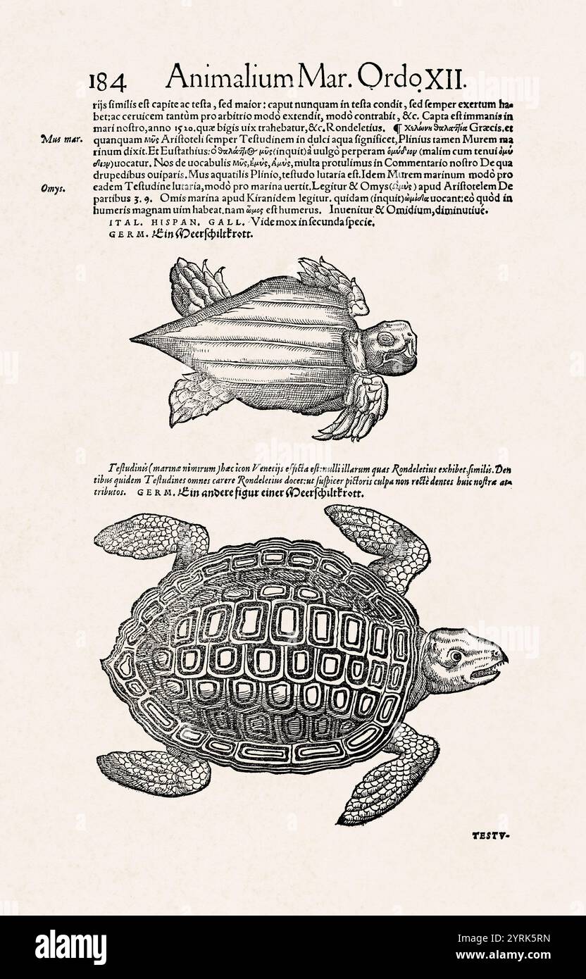 Antique animal illustration from Icones Animalium by Conrad Gessner ...