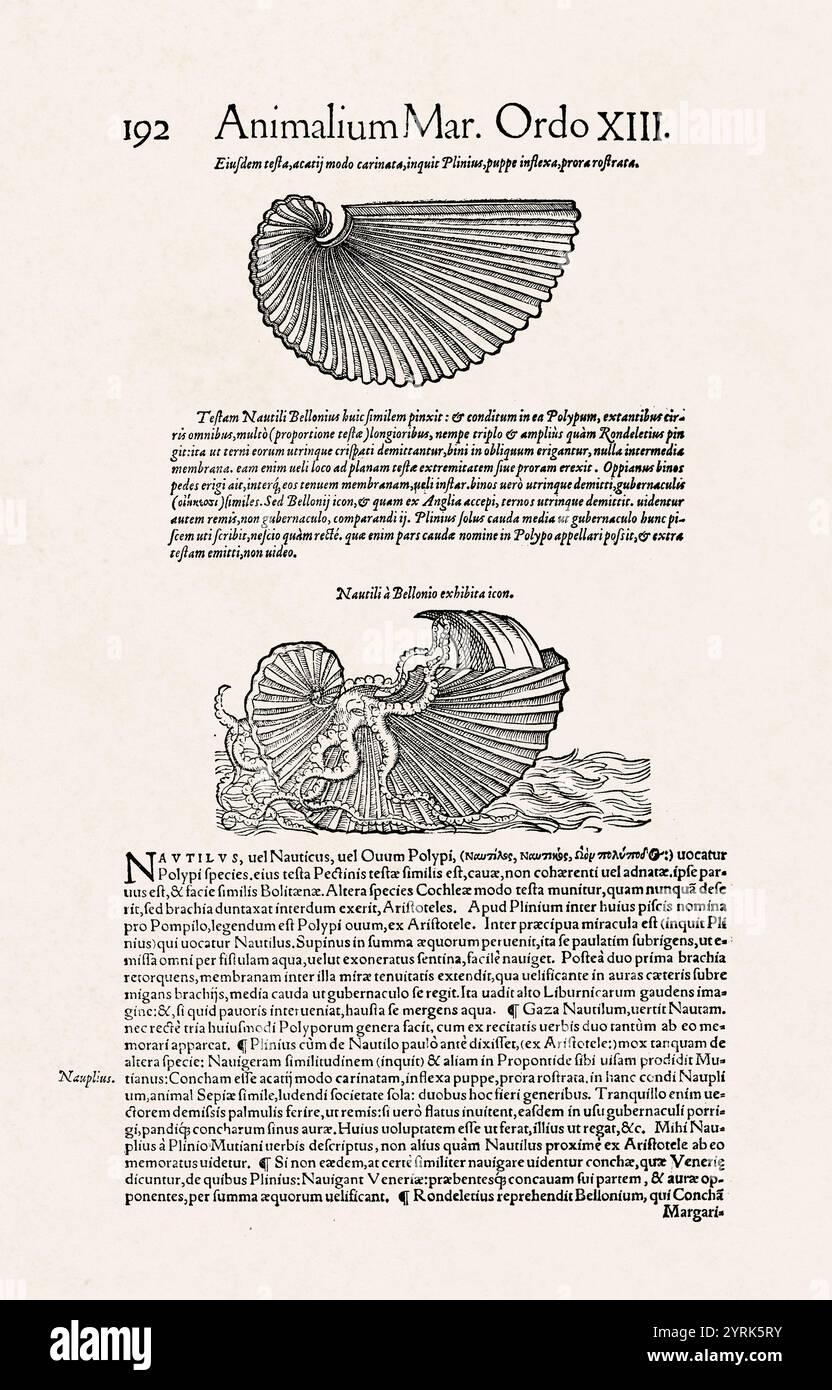 Nautilus shell showcasing hi-res stock photography and images - Alamy