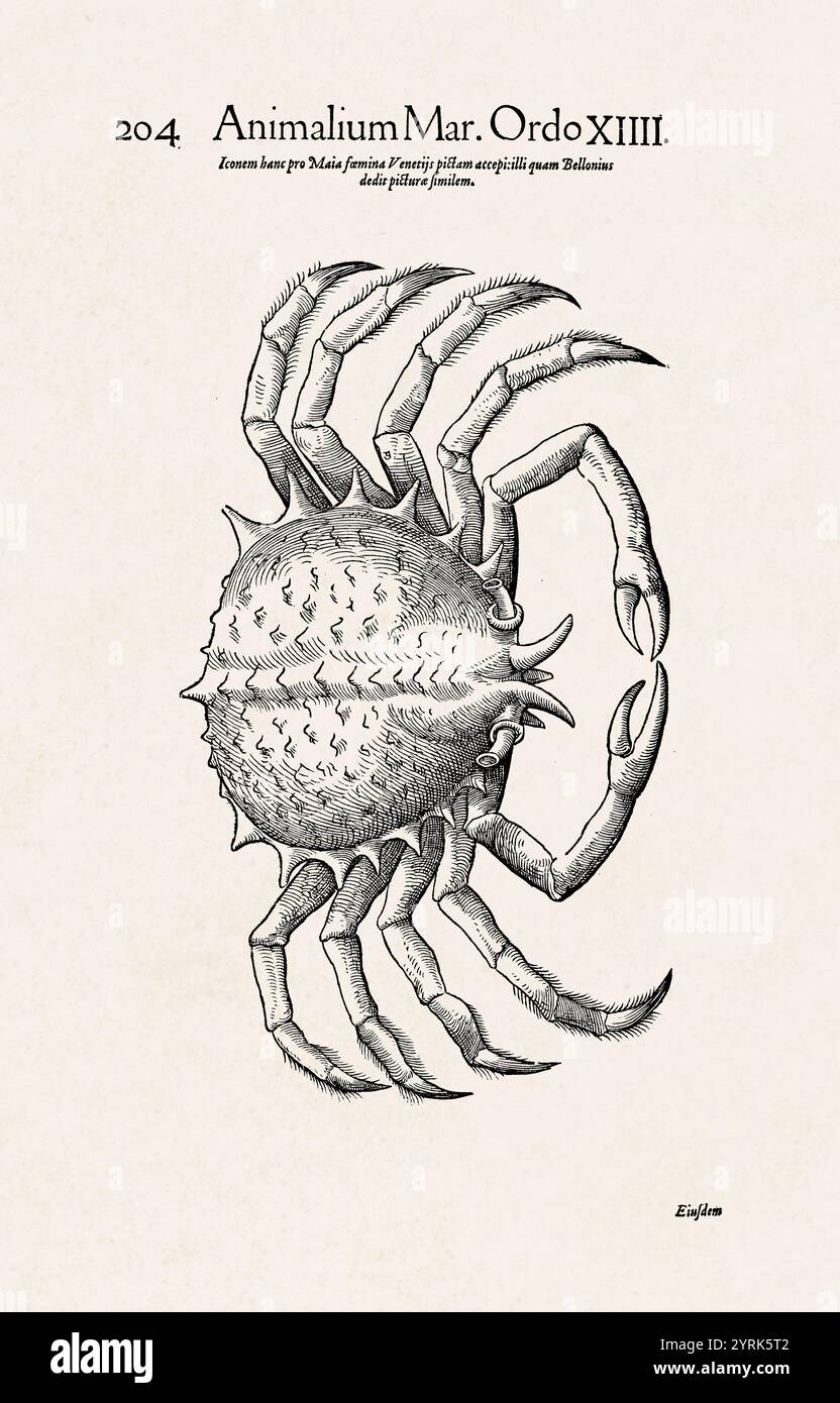 Antique animal illustration from Icones Animalium by Conrad Gessner ...