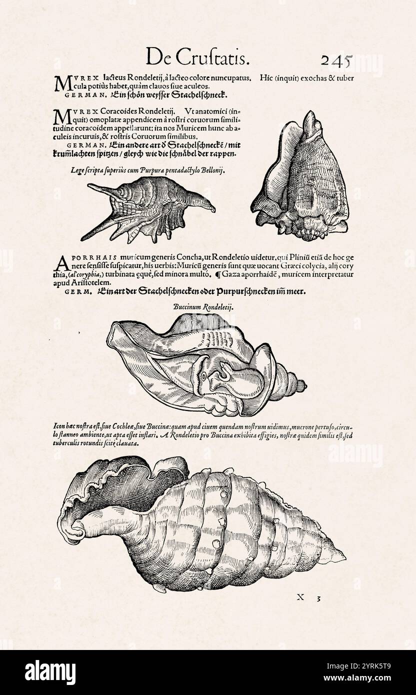 Antique animal illustration from Icones Animalium by Conrad Gessner ...