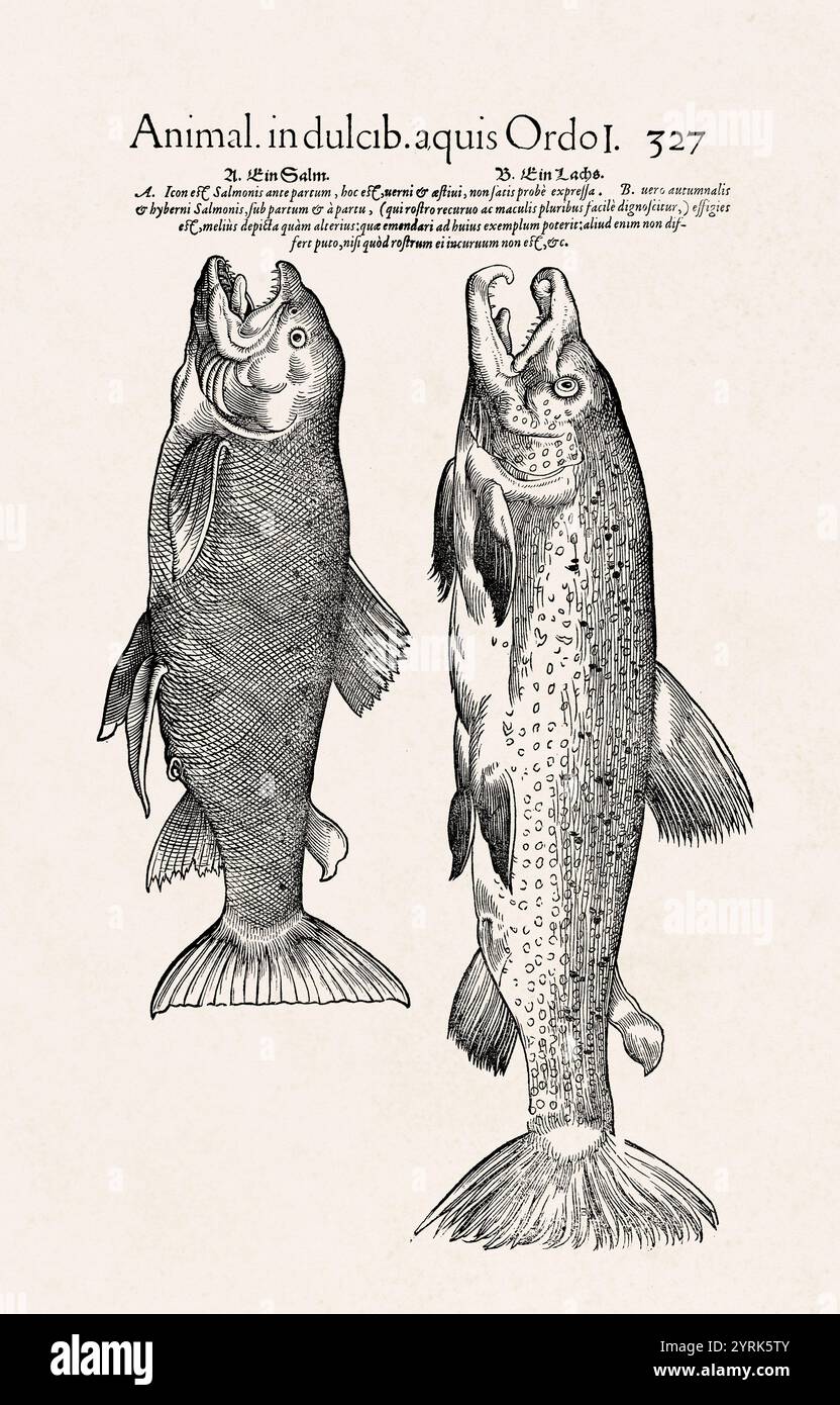 16th century fish illustration hi-res stock photography and images - Alamy