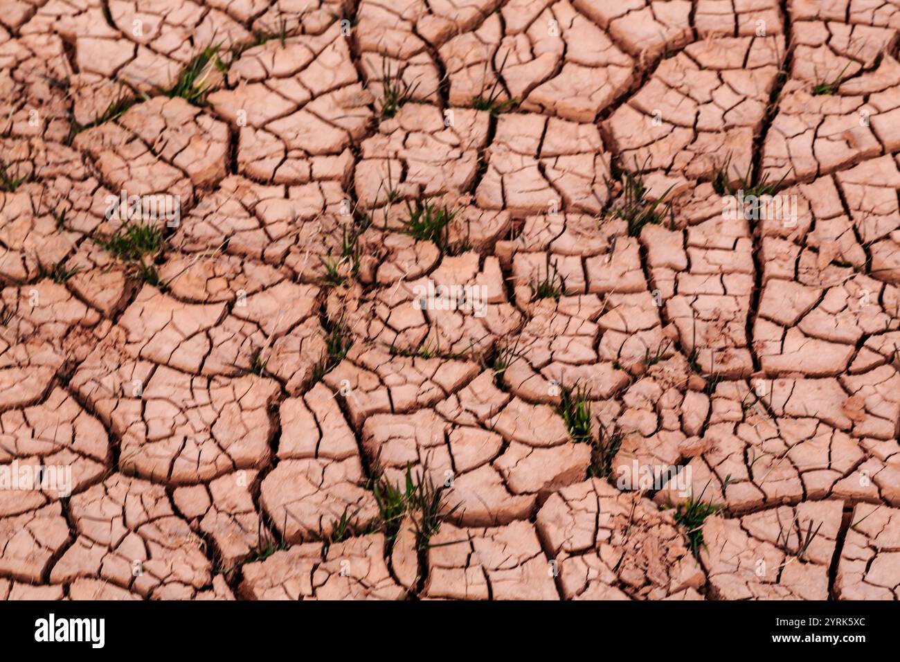 A dry, cracked, and barren landscape with grass growing in the cracks ...