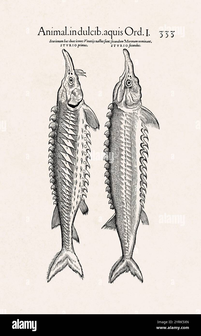 16th century fish illustration hi-res stock photography and images - Alamy