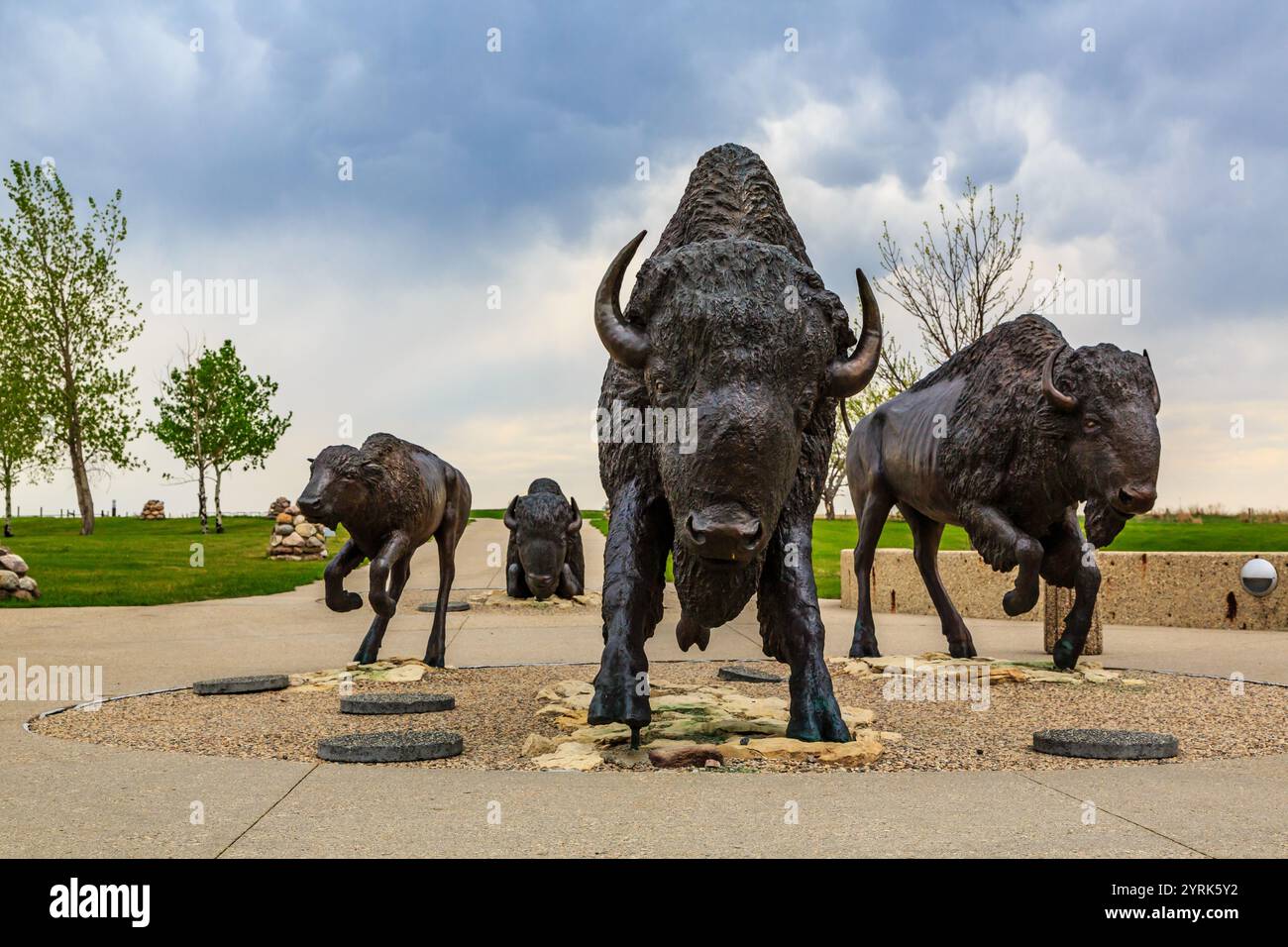 A bronze statue of three buffalo with one of them looking at the camera ...