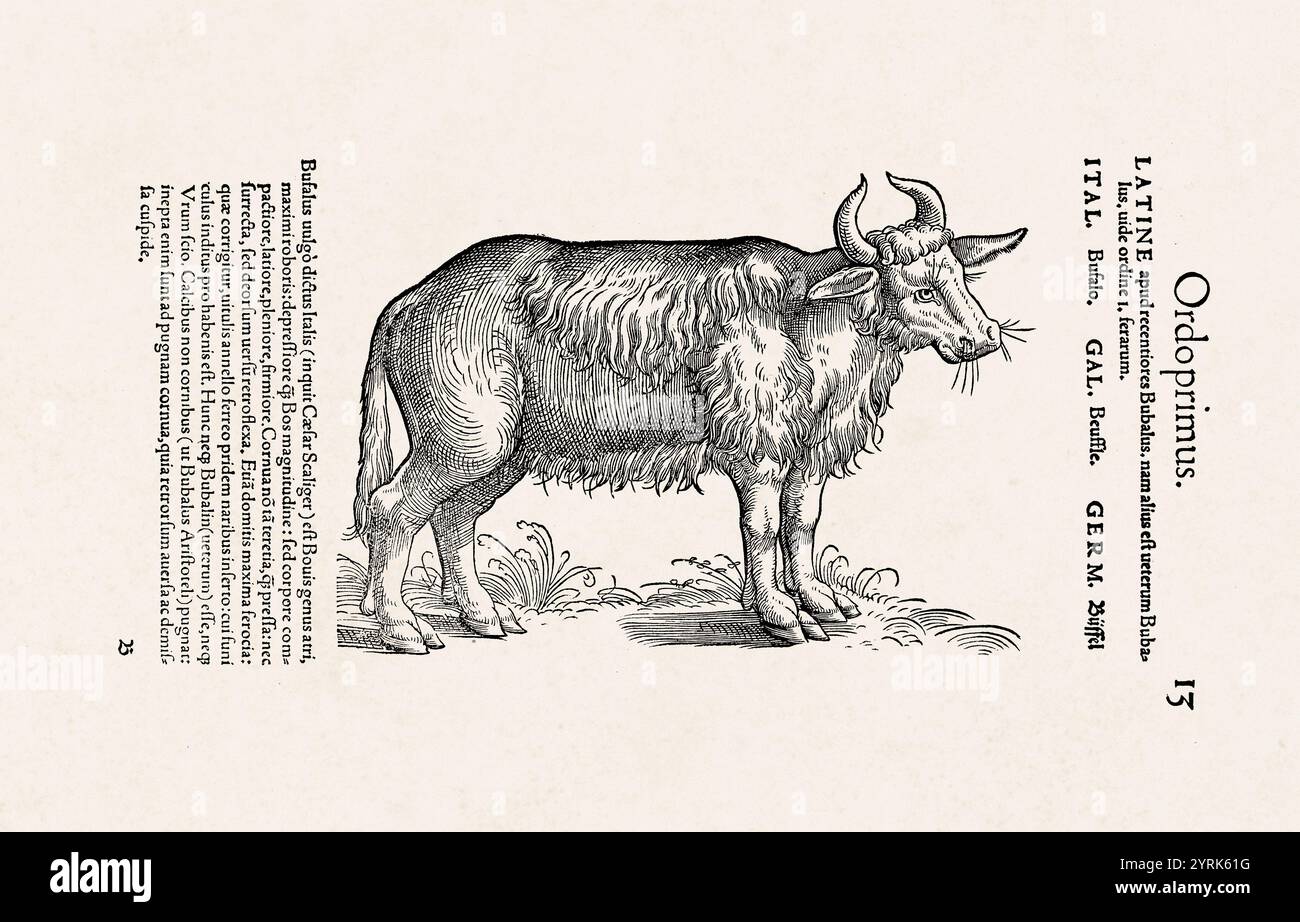 Antique animal illustration from Icones Animalium by Conrad Gessner ...