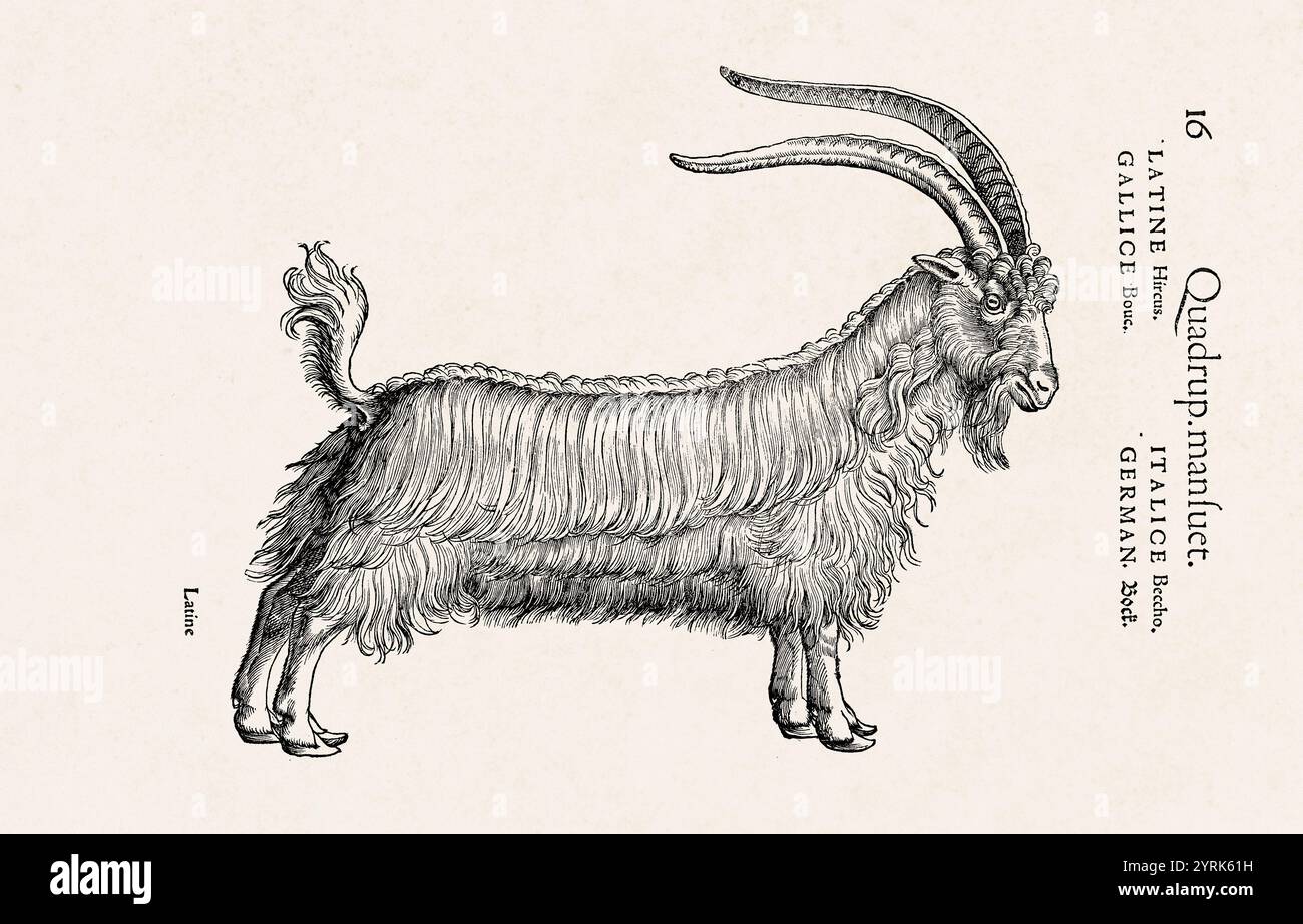 Antique animal illustration from Icones Animalium by Conrad Gessner ...