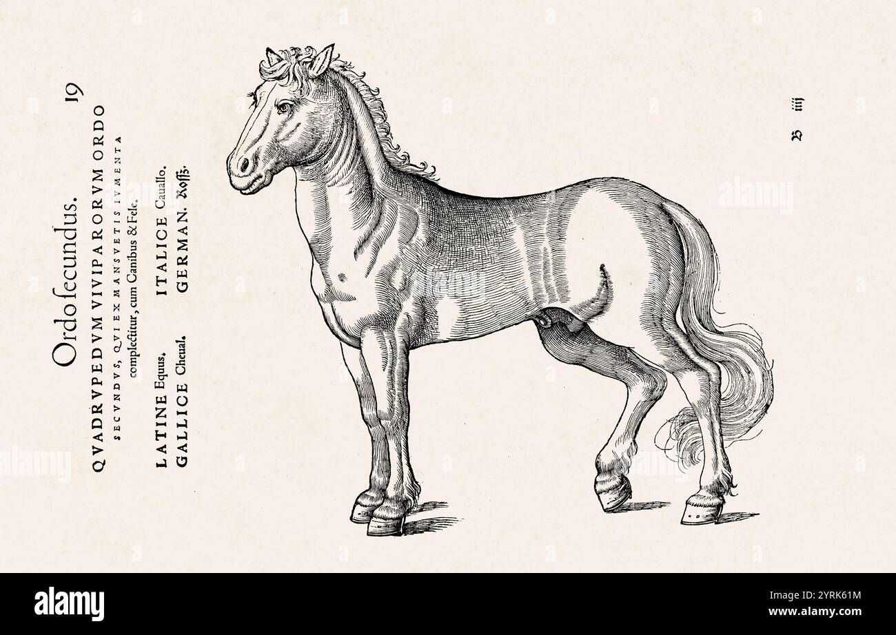 Antique animal illustration from Icones Animalium by Conrad Gessner ...