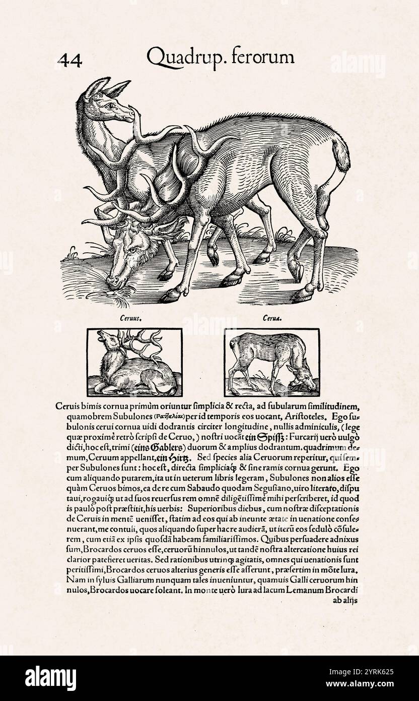 Antique animal illustration from Icones Animalium by Conrad Gessner ...