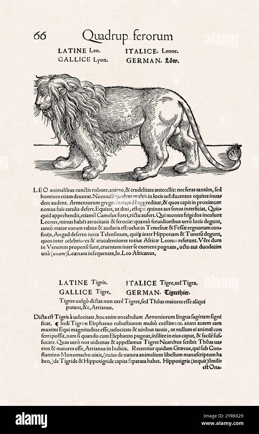 Antique animal illustration from Icones Animalium by Conrad Gessner ...