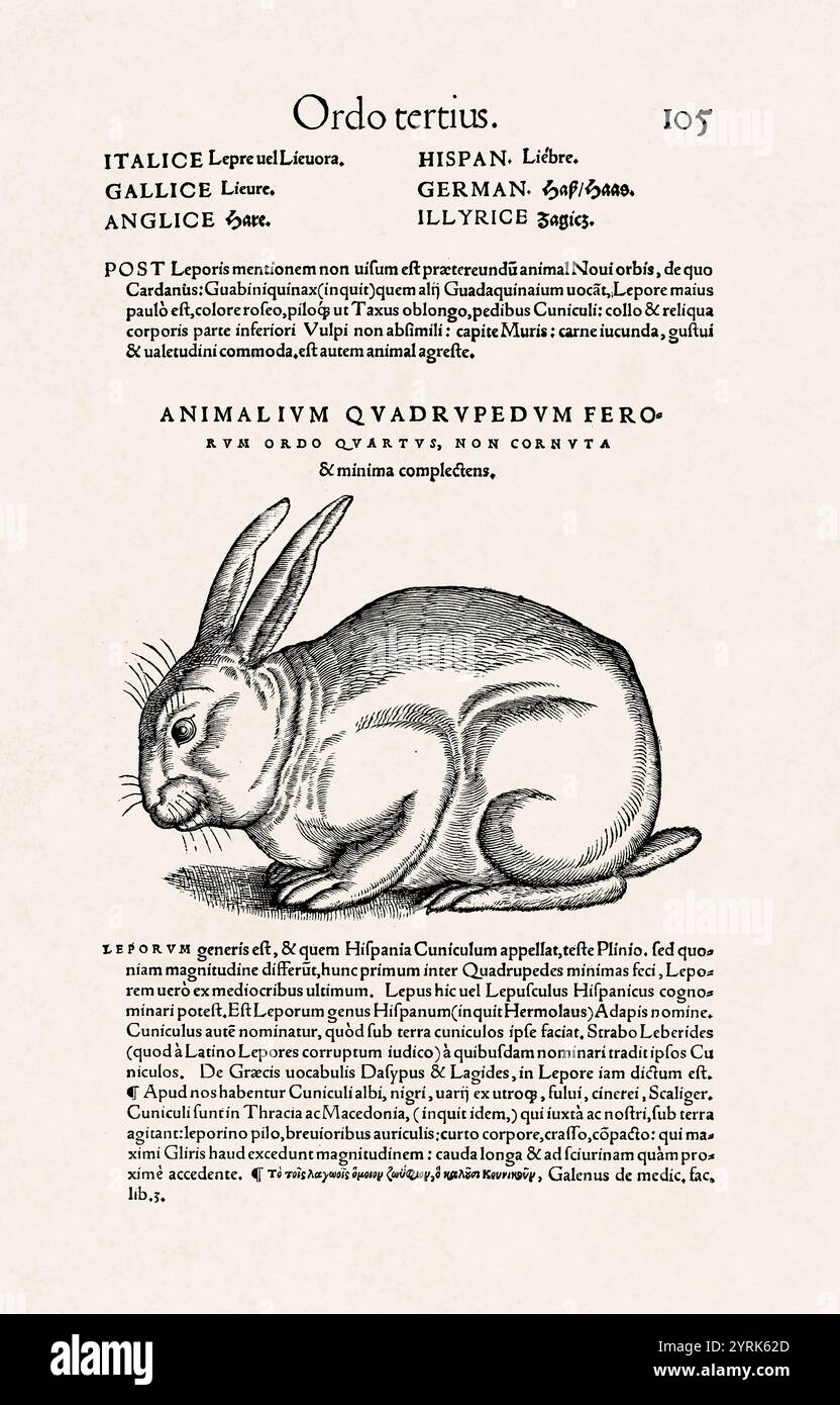 Antique animal illustration from Icones Animalium by Conrad Gessner ...