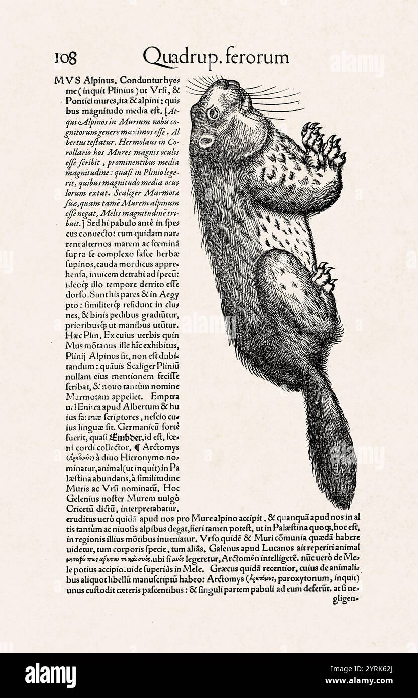 Antique animal illustration from Icones Animalium by Conrad Gessner ...
