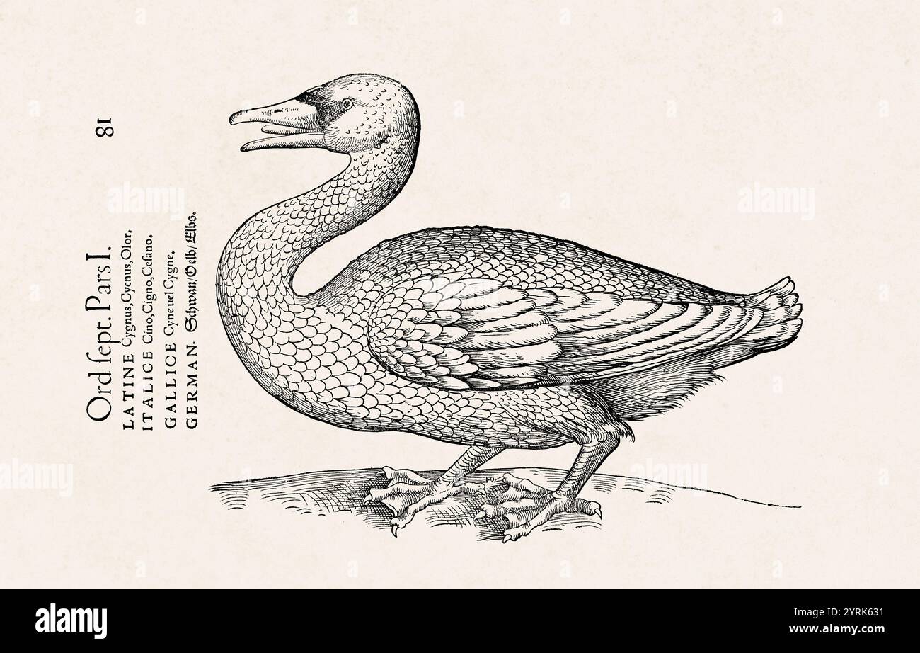 Antique animal illustration from Icones Animalium by Conrad Gessner ...