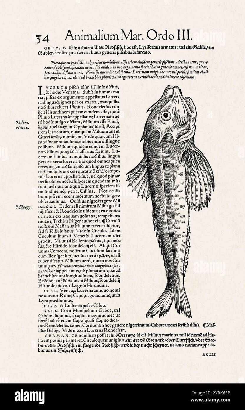 Antique animal illustration from Icones Animalium by Conrad Gessner ...