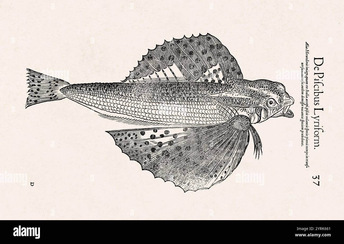 Antique animal illustration from Icones Animalium by Conrad Gessner ...