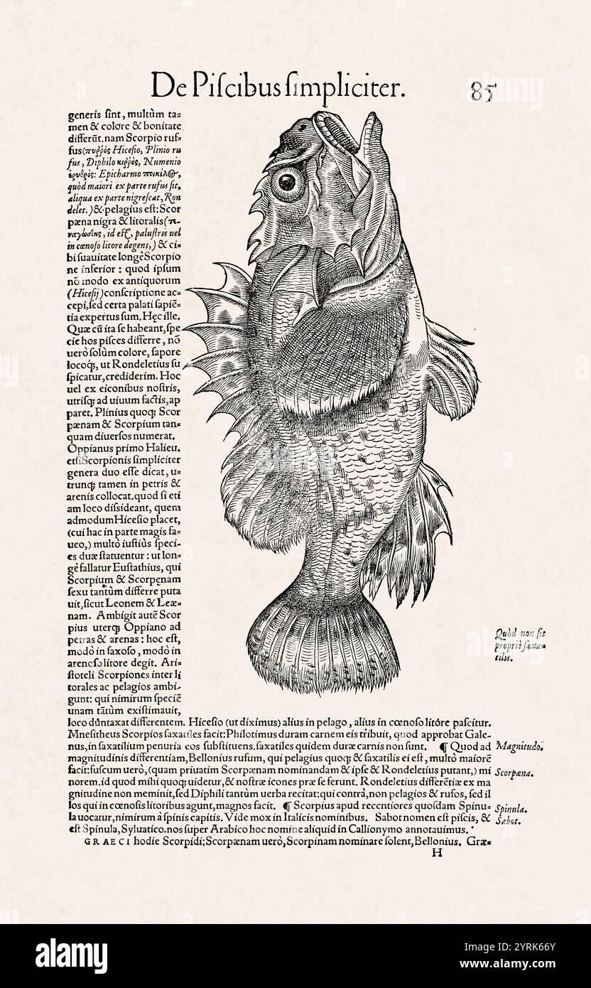 Antique animal illustration from Icones Animalium by Conrad Gessner ...