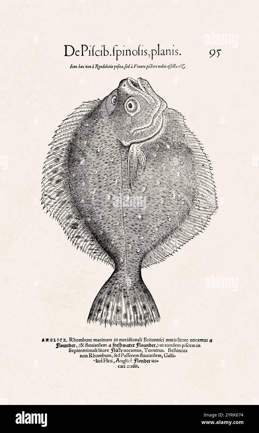 Antique animal illustration from Icones Animalium by Conrad Gessner ...