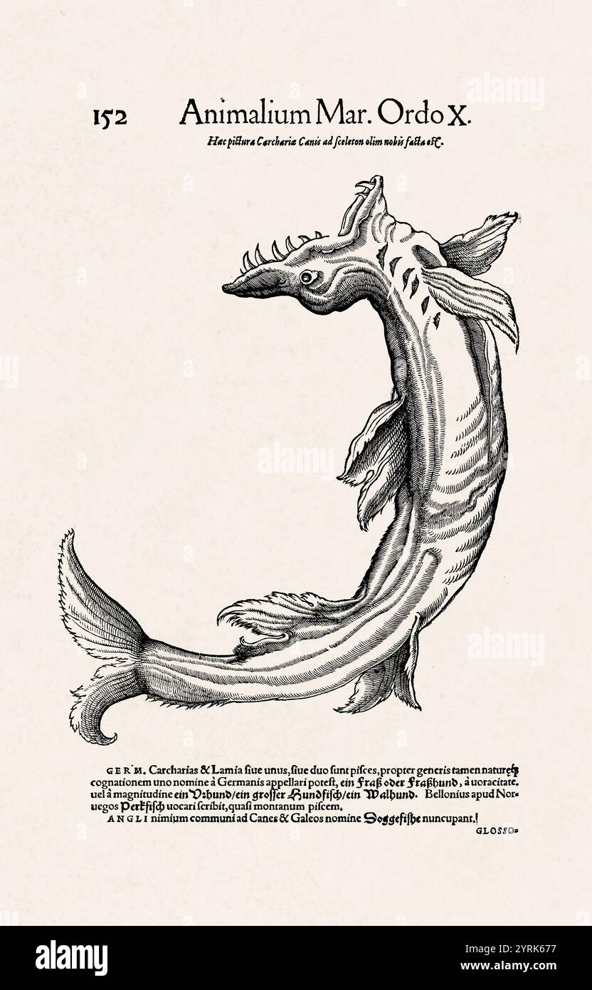 Antique animal illustration from Icones Animalium by Conrad Gessner ...