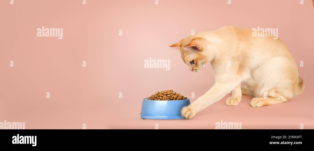 Adorable cream Burmese kitten on studio background with food bowl. Side ...