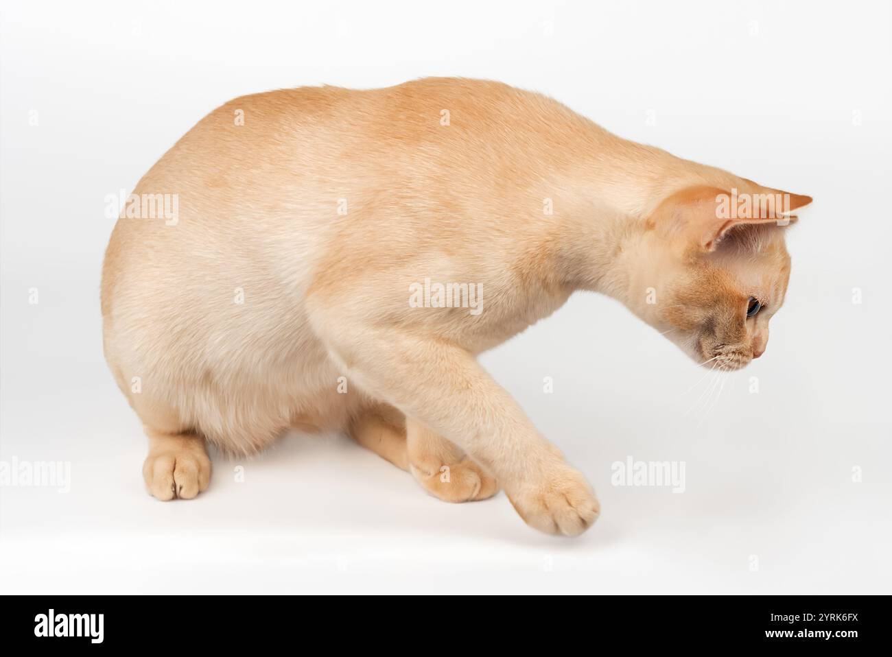 Adorable cream Burmese kitten standing on studio background. Pedigree ...