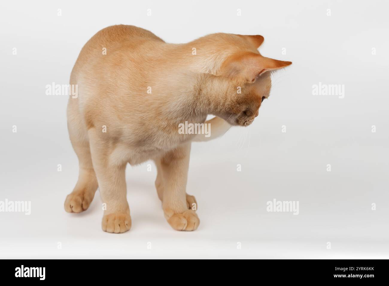 Adorable cream Burmese kitten standing on studio background. Pedigree ...