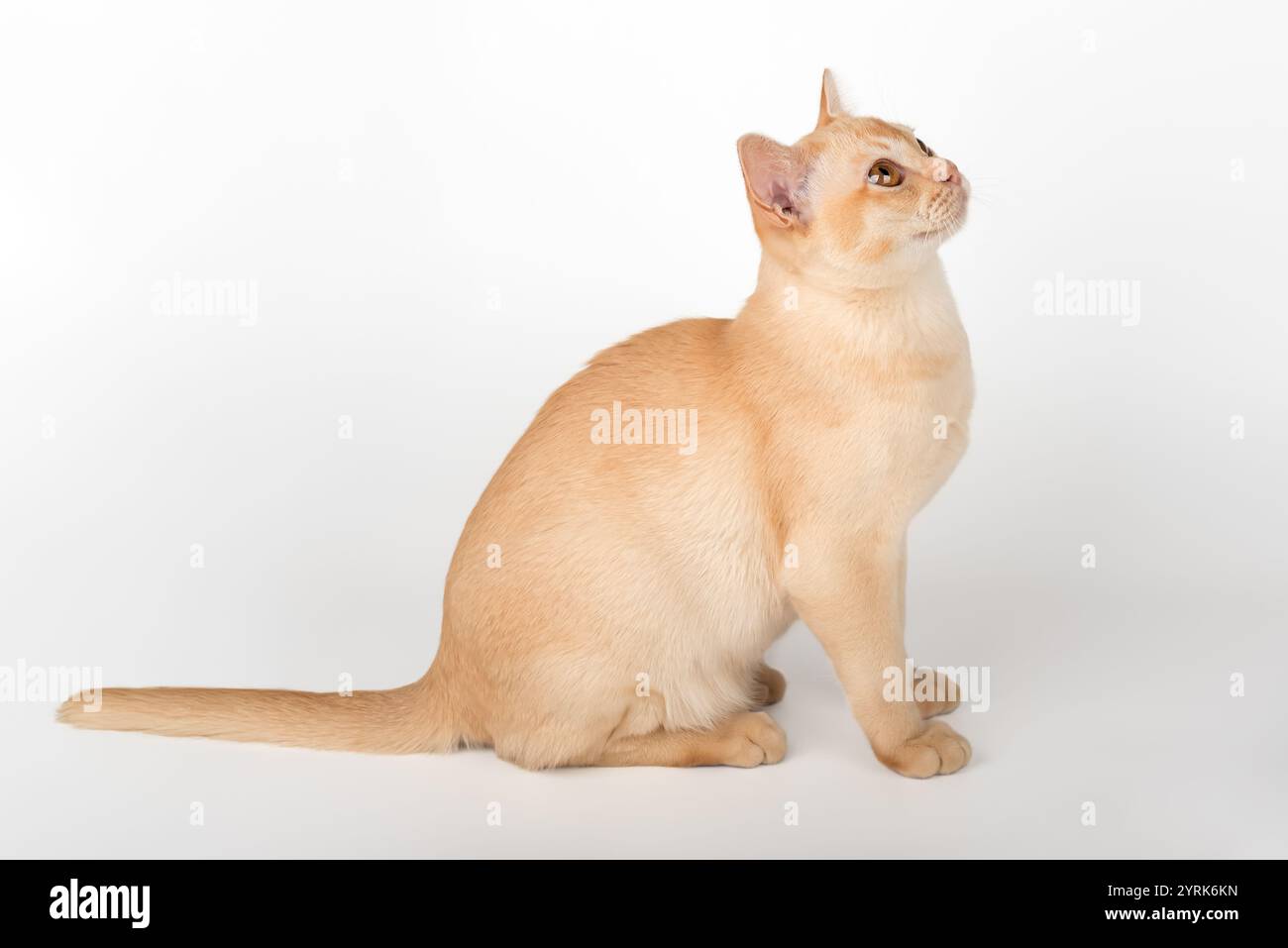 Adorable cream kitten of Burmese breed on studio background. Isolated ...