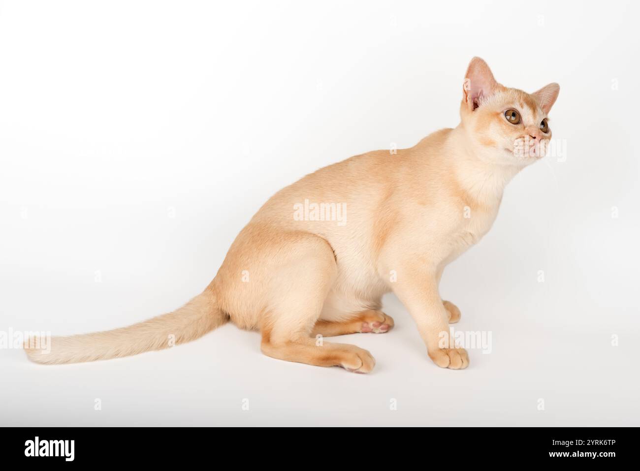 Adorable cream kitten of Burmese breed on studio background. Isolated ...