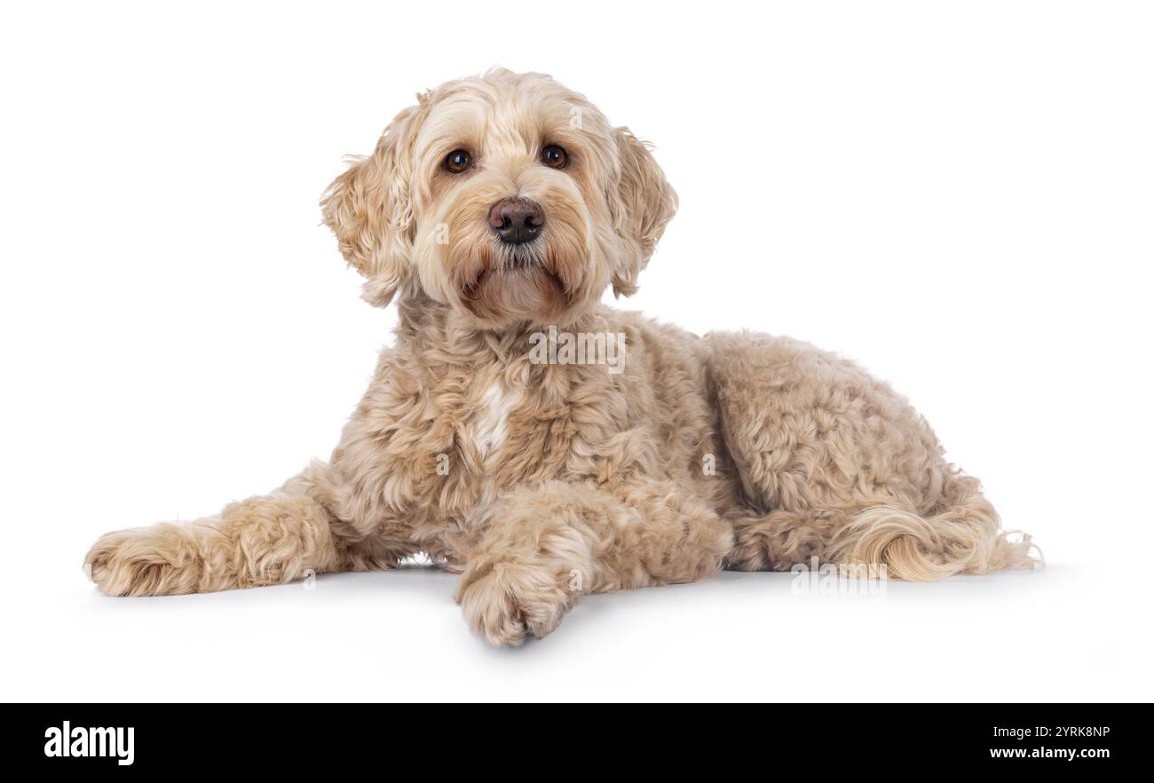 Senior Labradoodle dog, laying down side ways. Looking towards camera ...