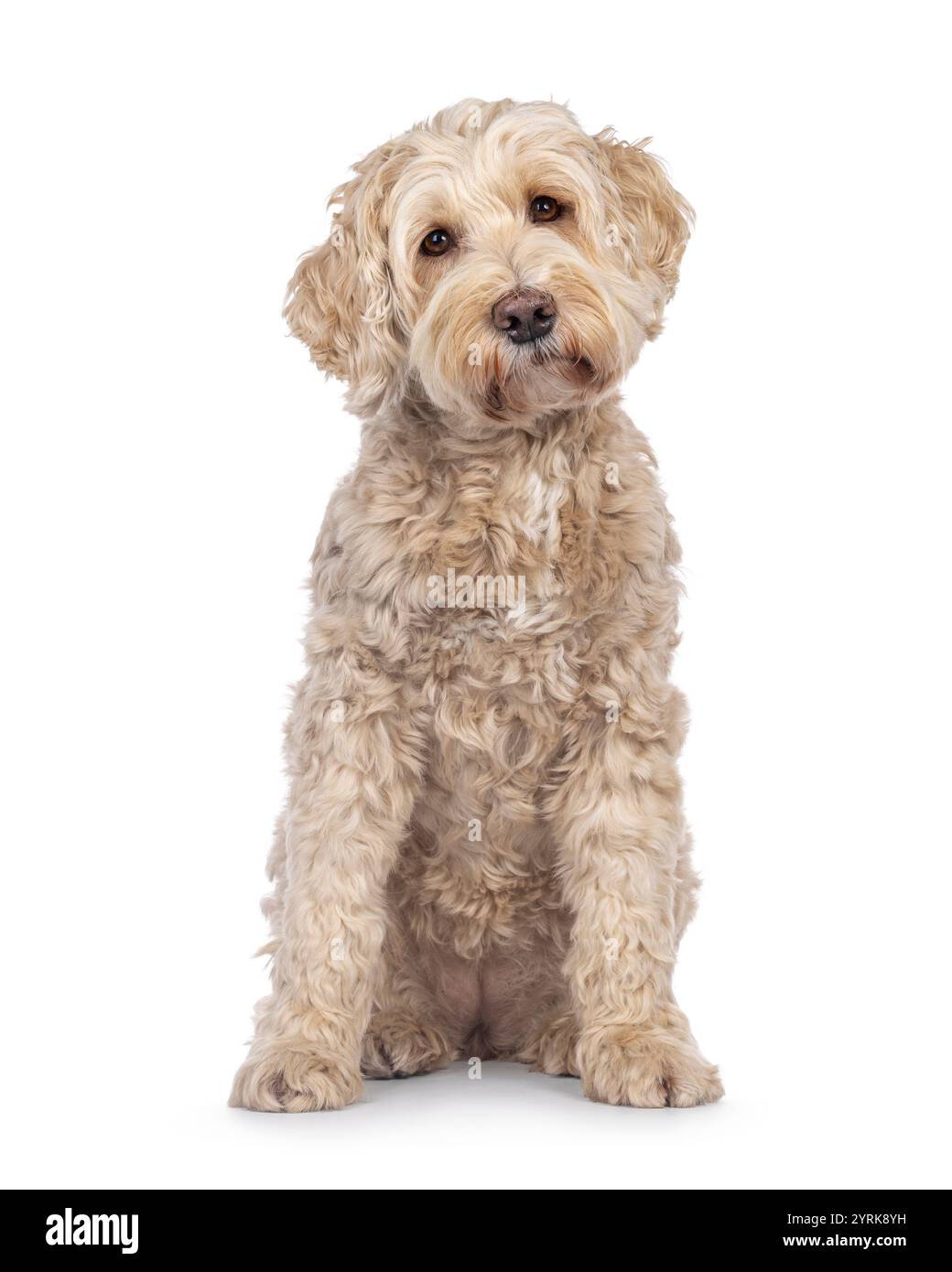 Senior Labradoodle dog, sitting up facing front. Looking towards camera ...