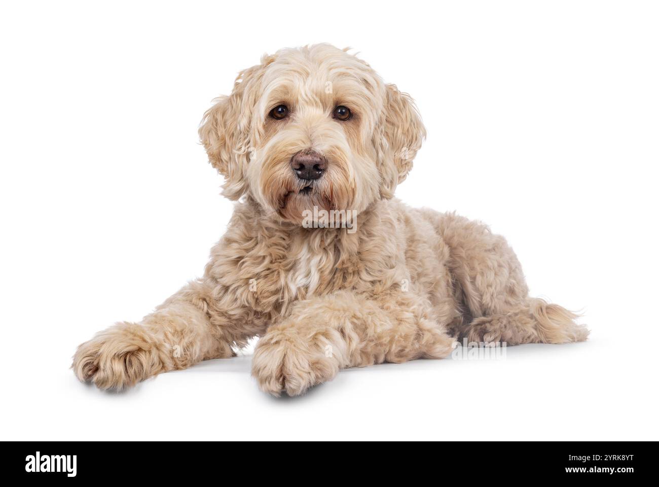 Senior Labradoodle dog, laying down side ways. Looking towards camera ...