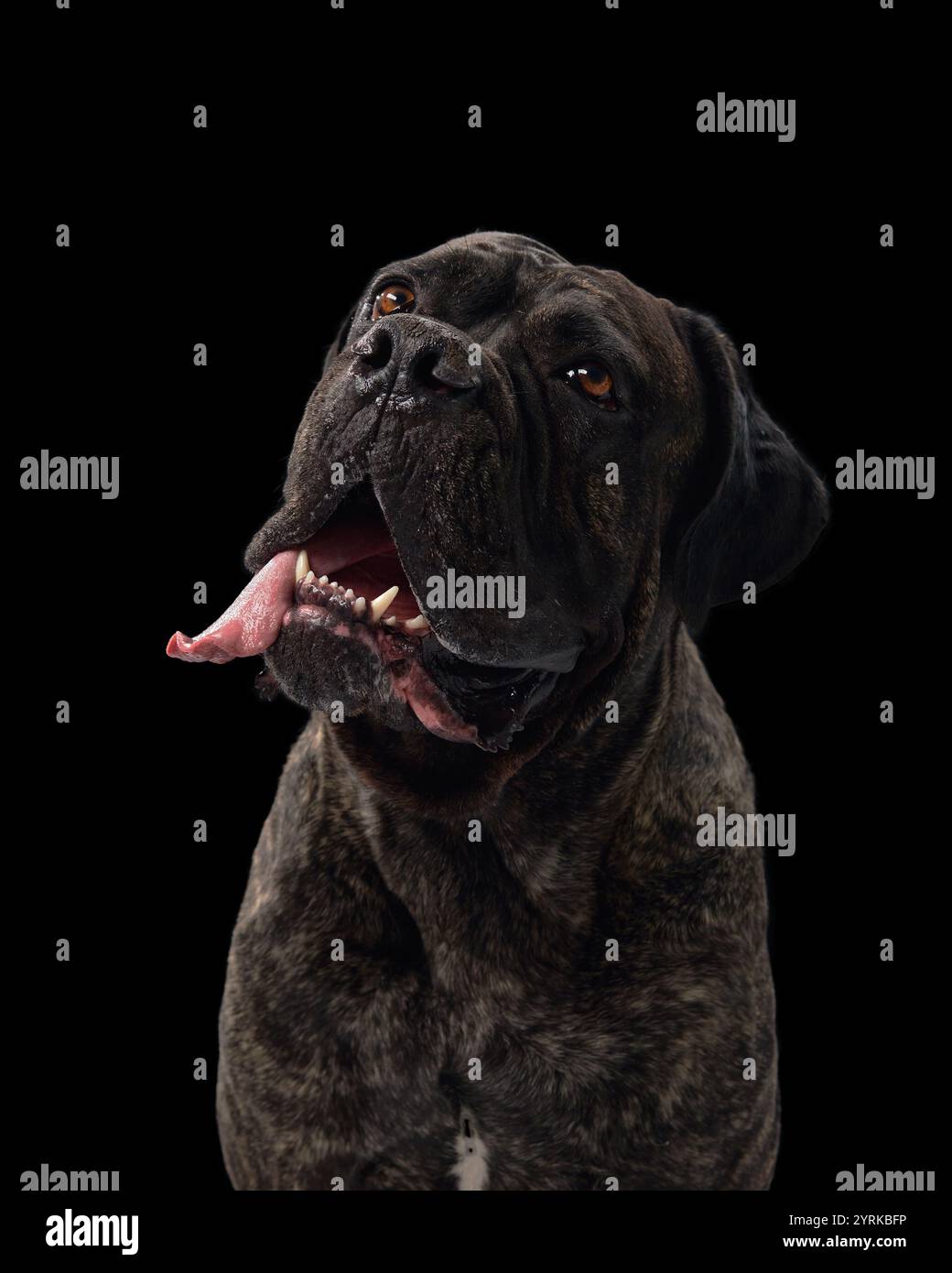 Emphasizes characteristics hi-res stock photography and images - Alamy