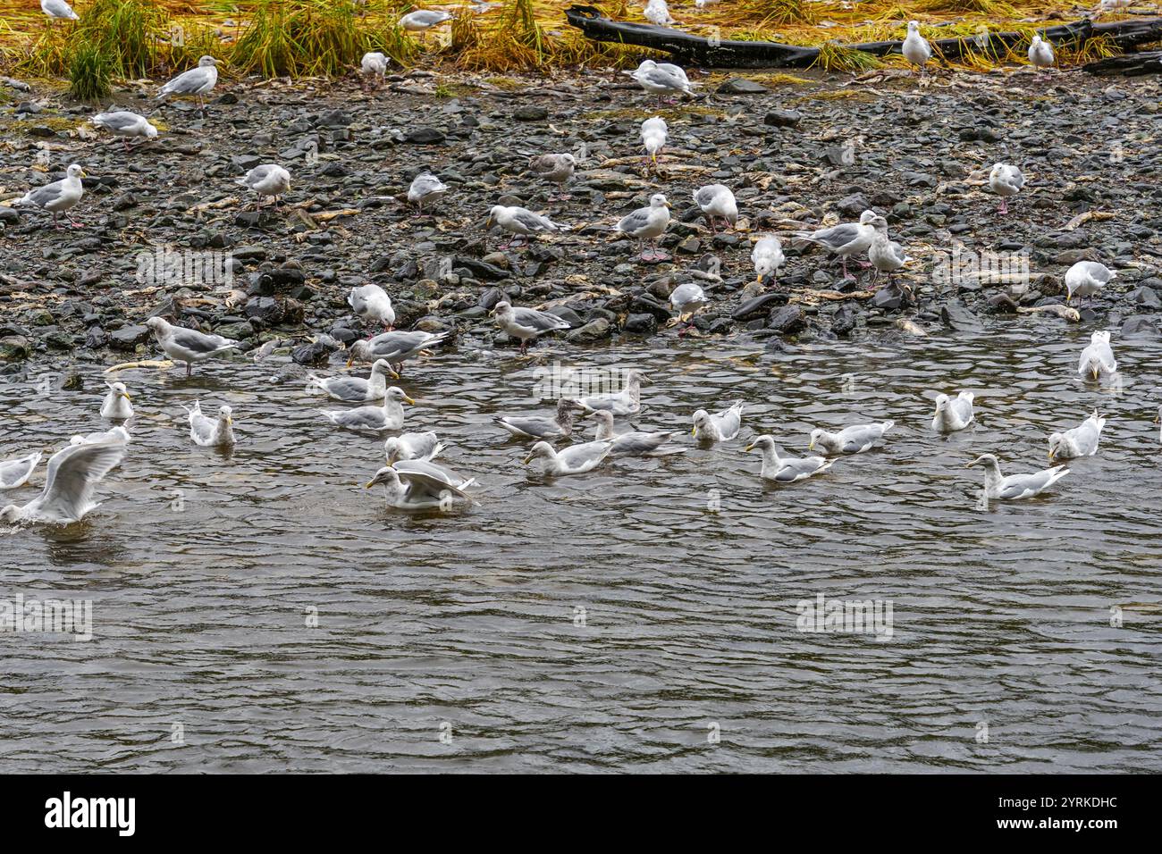 Large group of seagulls birds at the Indian River in Sitka, Alaska, to ...