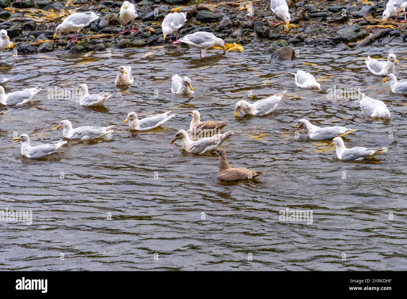 Large group of seagulls birds at the Indian River in Sitka, Alaska, to ...