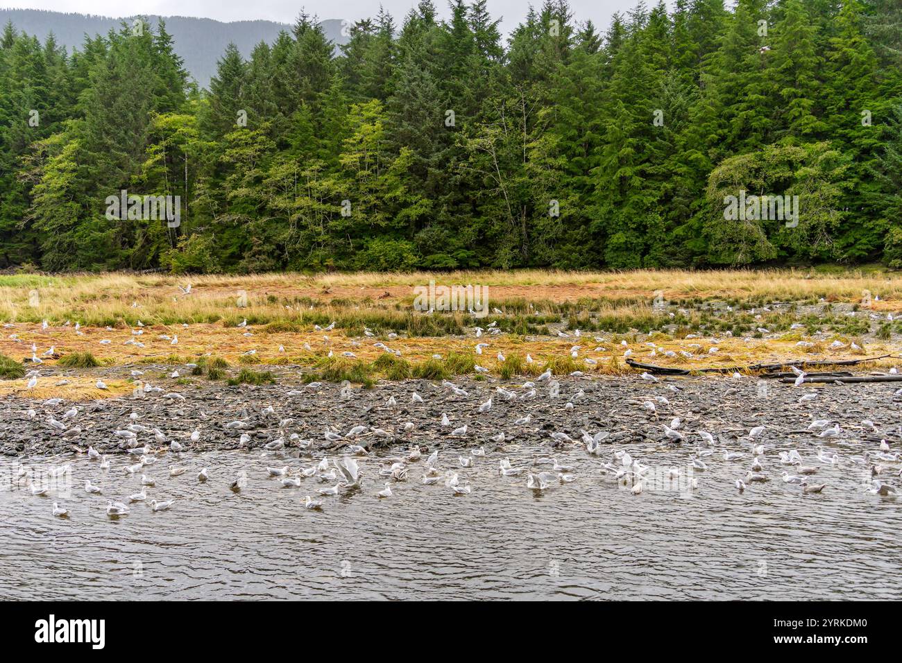 Large group of seagulls birds at the Indian River in Sitka, Alaska, to ...