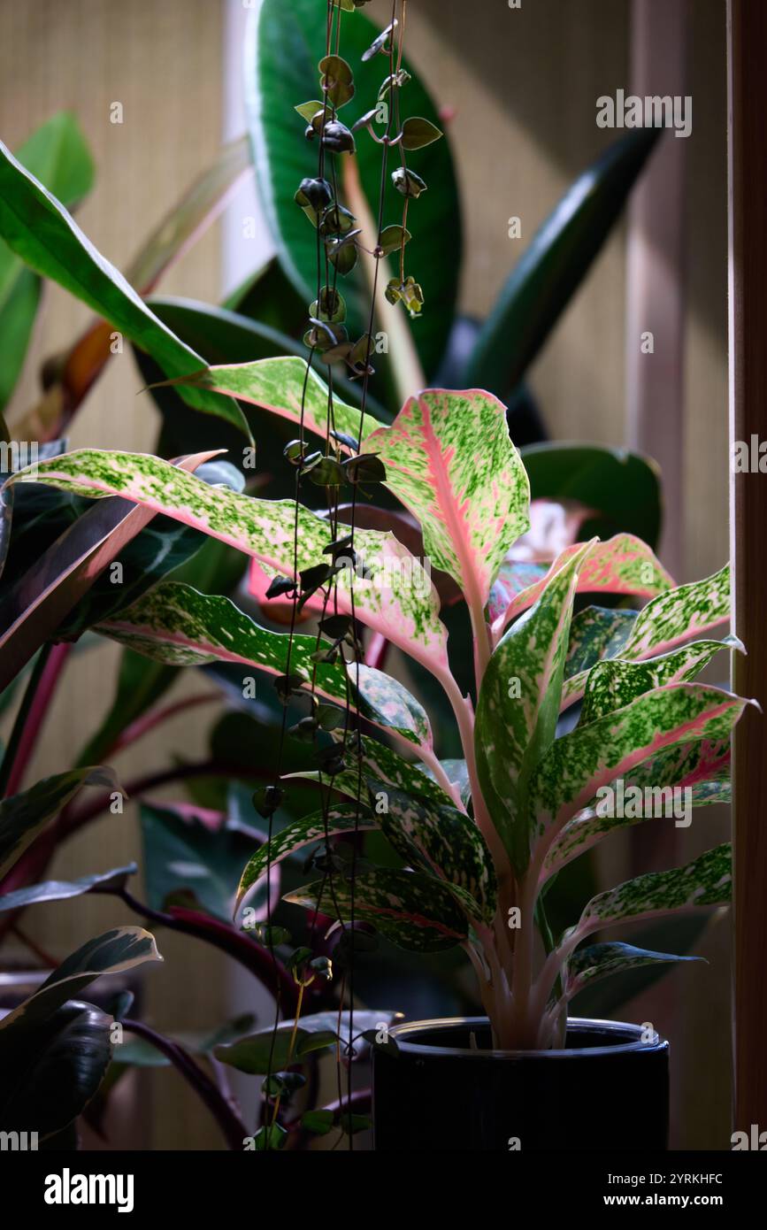 Explore the beauty of vibrant indoor plants that showcase a wide ...