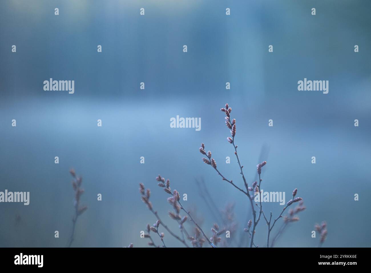 Delicate branches of native bush in Southern Sweden woodlands neat the ...