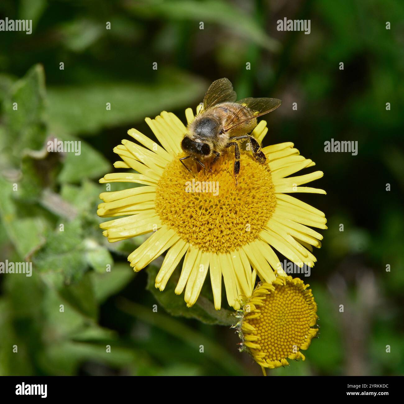Pollen carried in pollen baskets hi-res stock photography and images ...