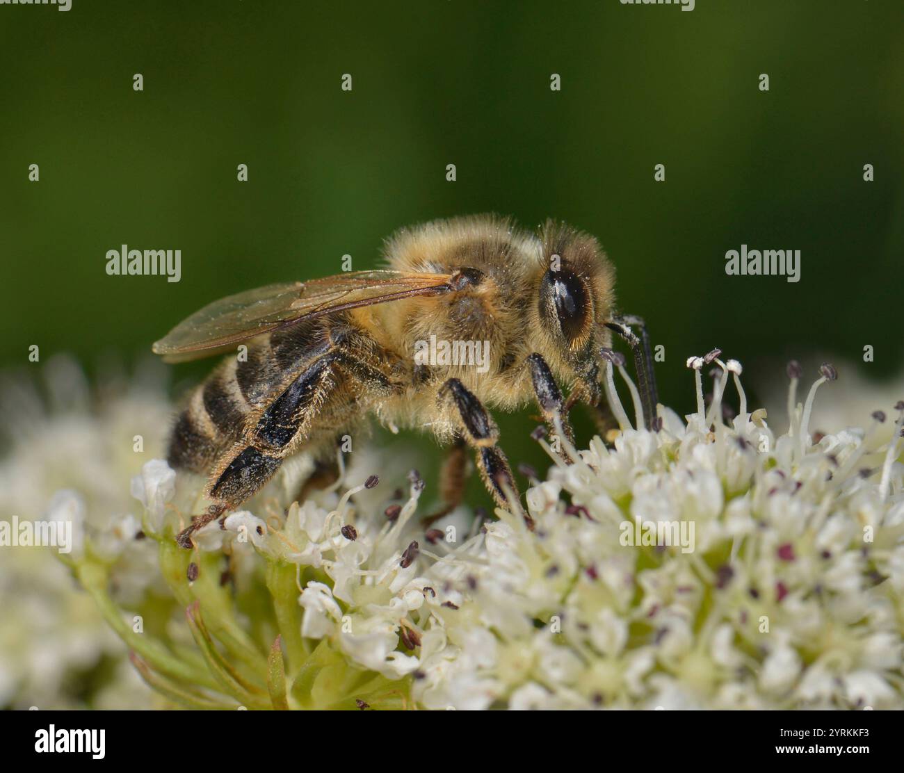 A Honey Bee, Apis Mellifera, feeding and pollenating Hemlock water ...