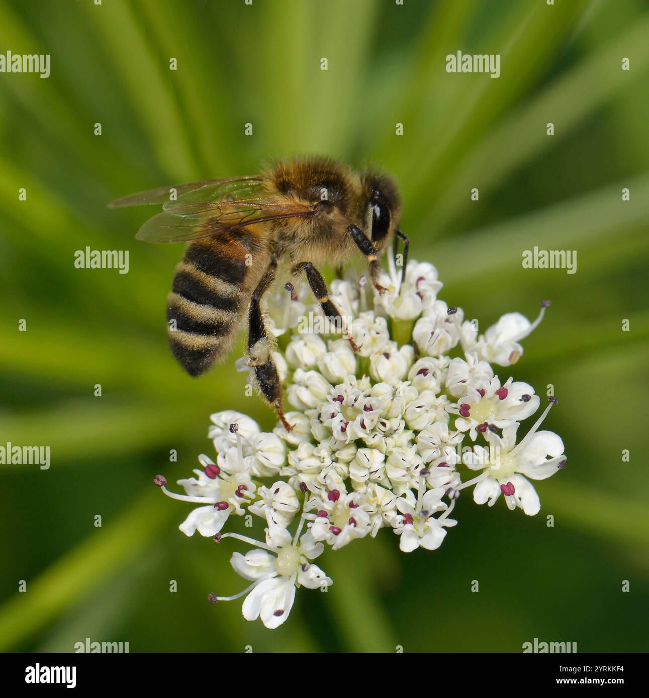 A Honey Bee, Apis Mellifera, feeding and pollenating Hemlock water ...