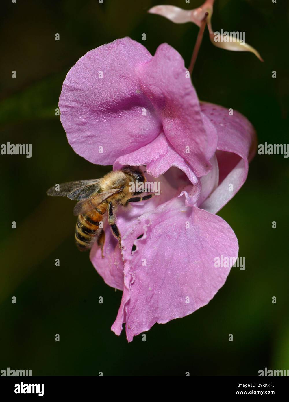A Honey Bee, Apis Mellifera, entering Himalayan balsam flower. Pollen ...