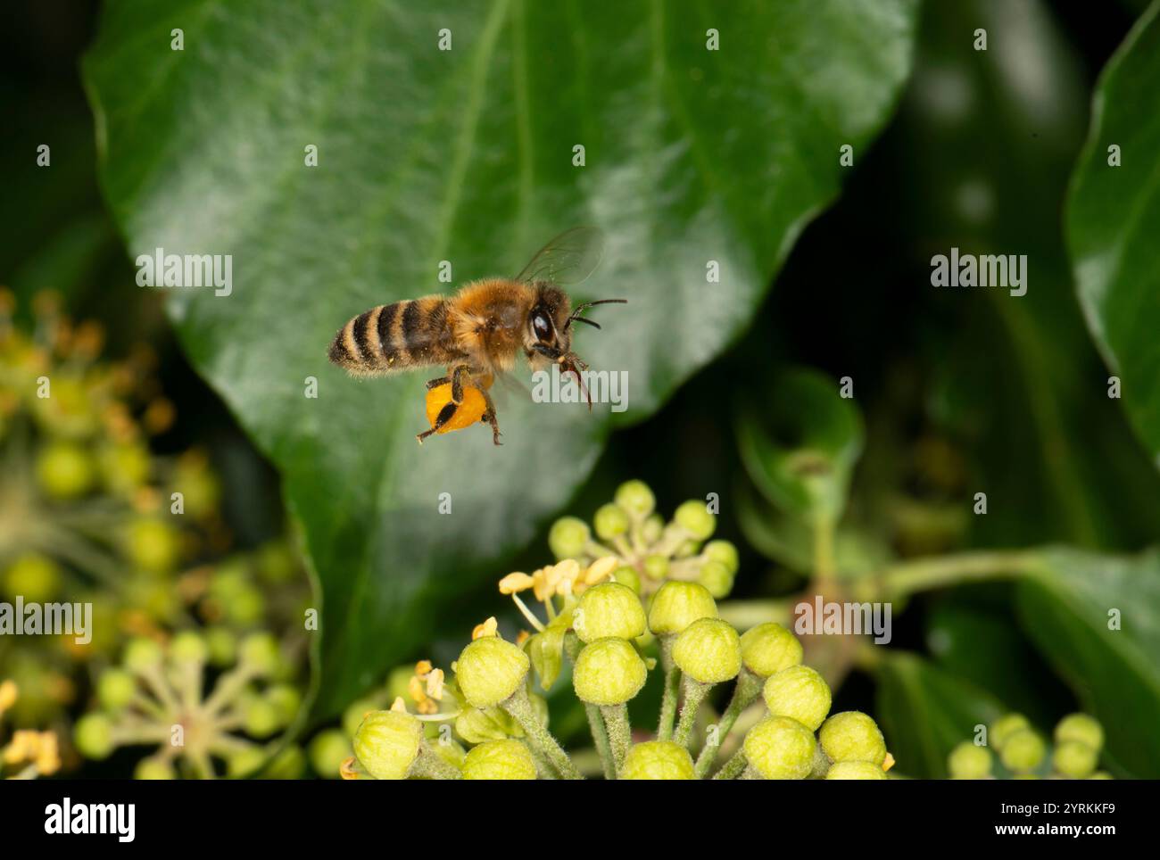 Honey Bee, Apis Mellifera Stock Photo - Alamy Honey Bee, Apis Mellifera Stock Photo - Alamy