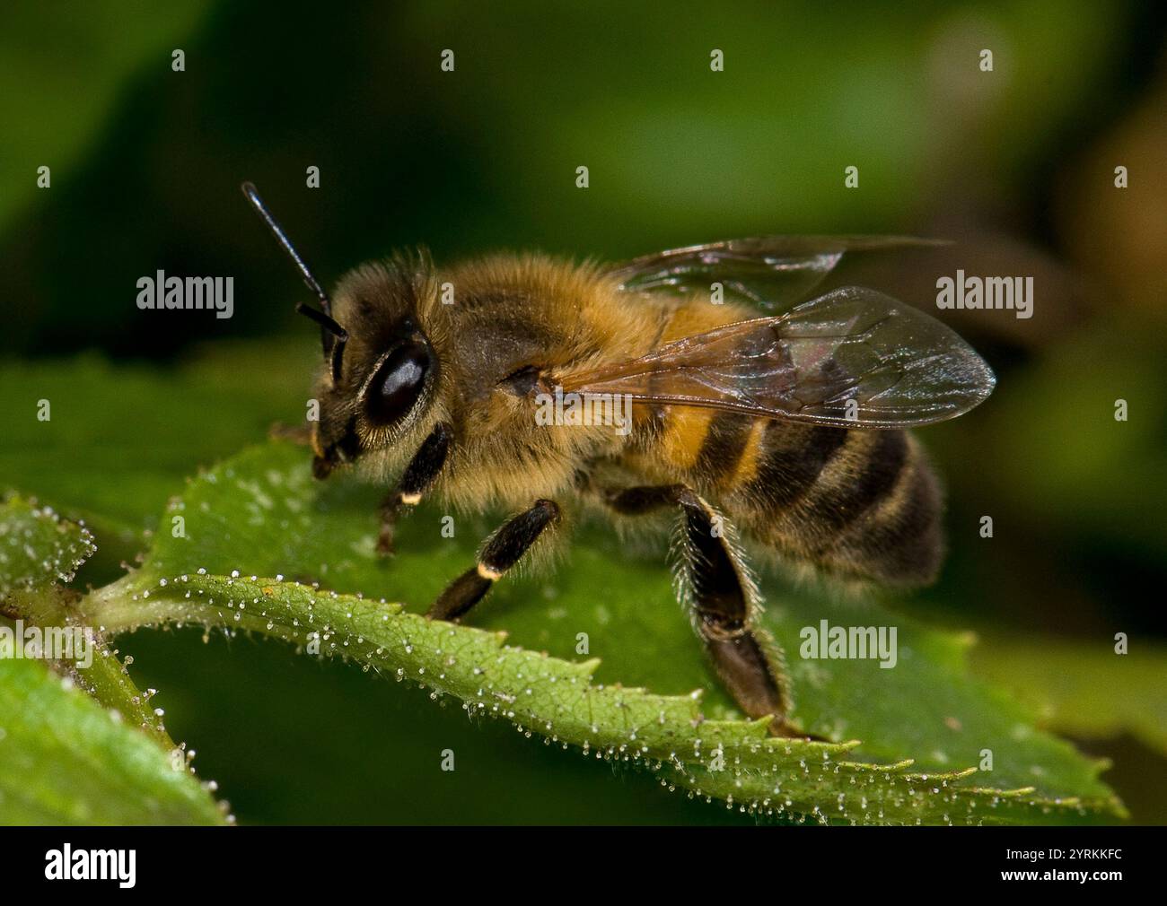 Pollen carried in pollen baskets hi-res stock photography and images ...