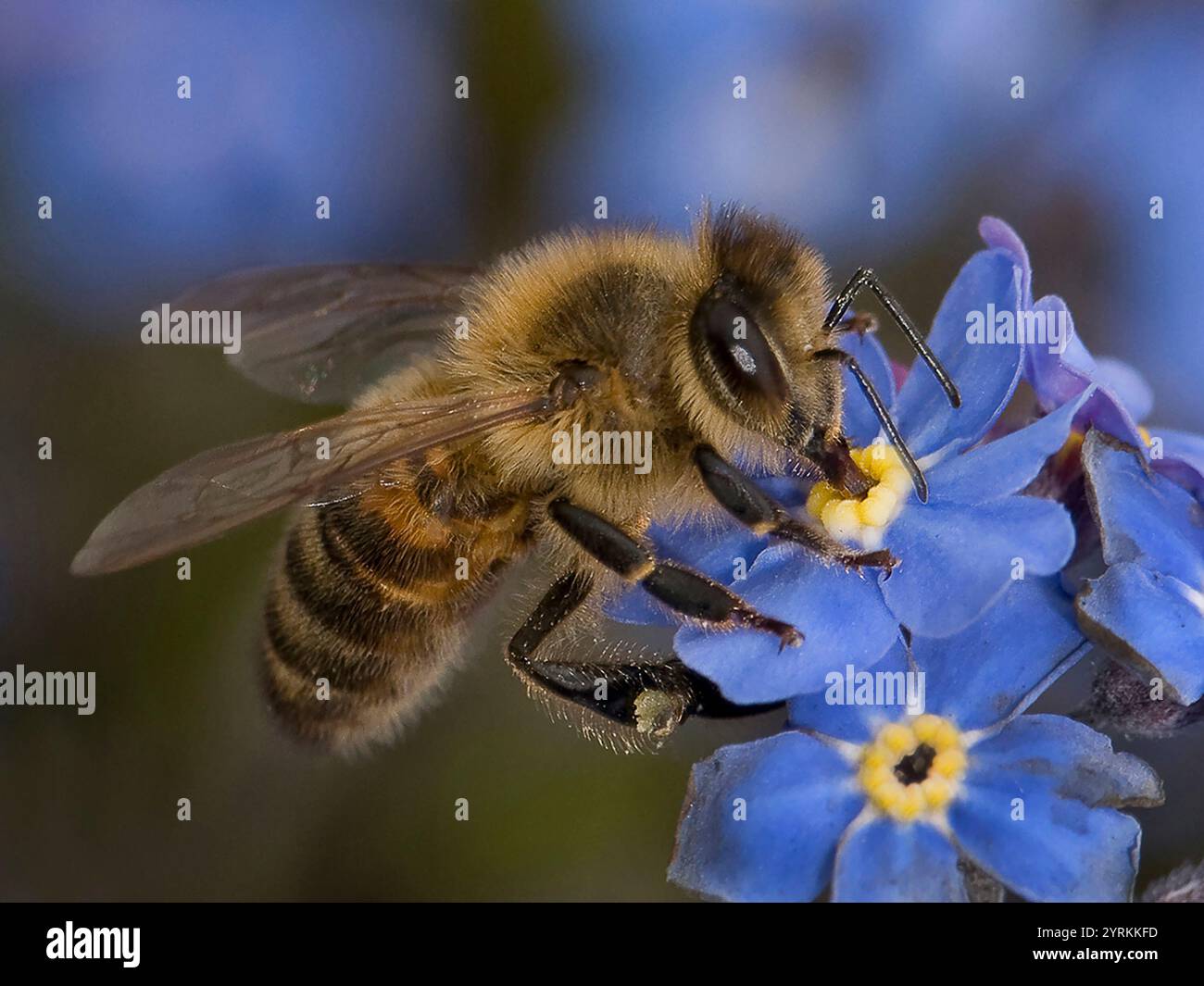A close-up and well focussed Honey Bee, Apis Mellifera, drinking nectar ...