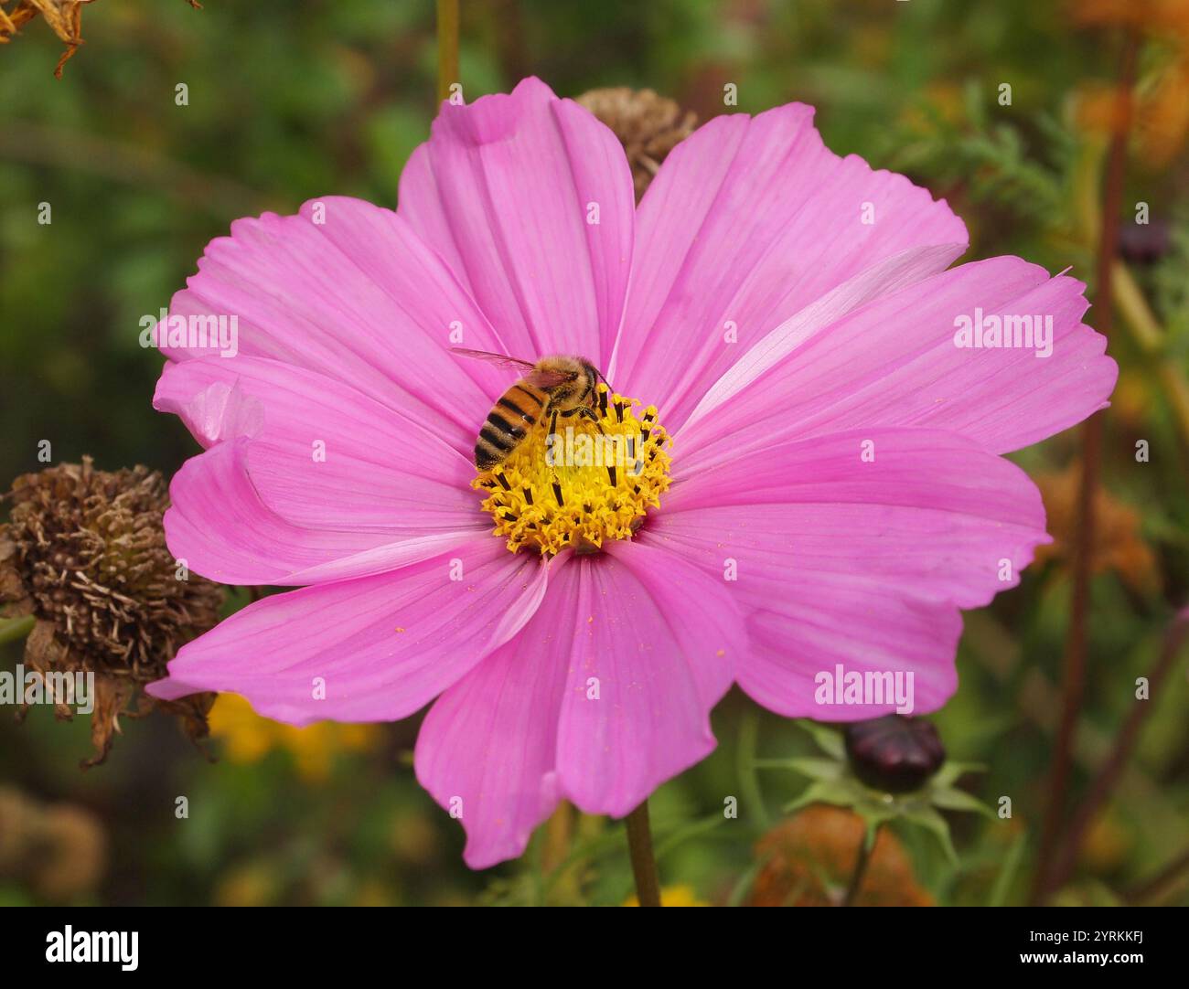A well focussed Honey Bee, Apis Mellifera, pollenating a pink Cosmos ...