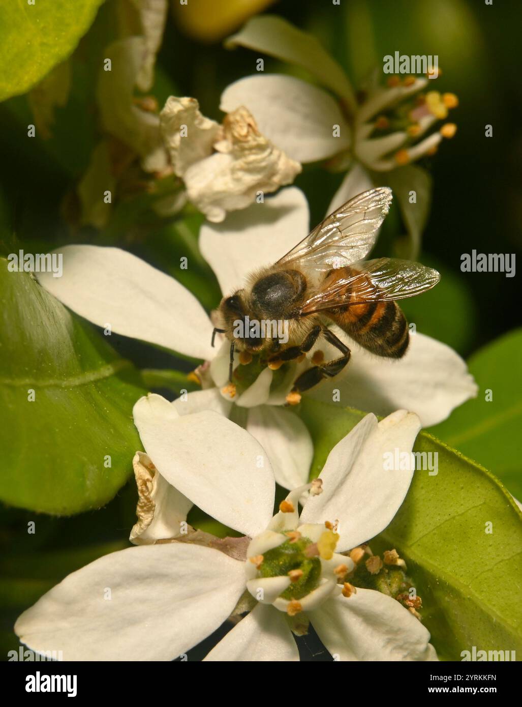 A close up of a well focussed, Honey Bee, Apis Mellifera, pollenating ...
