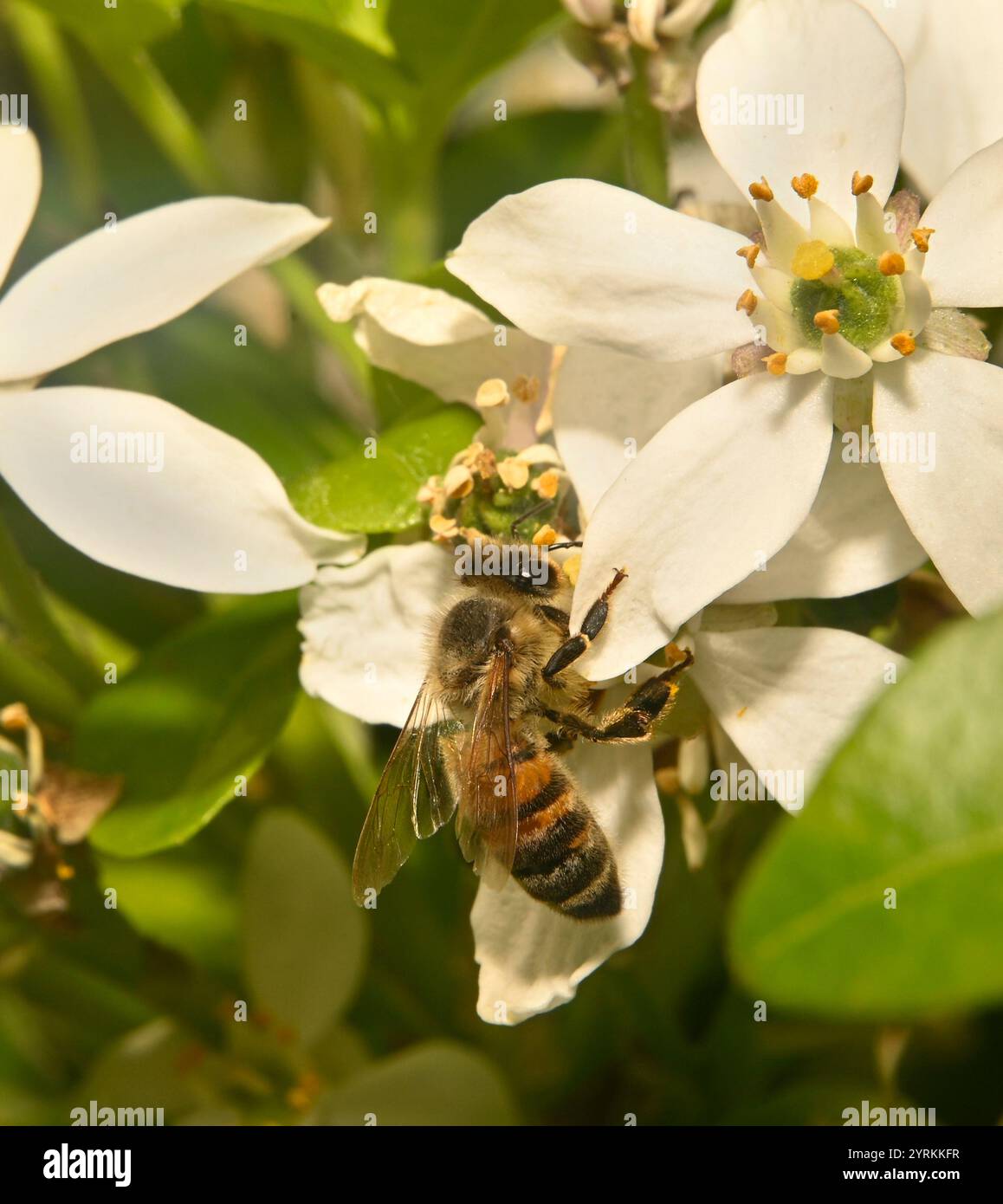 A close up of a well focussed, Honey Bee, Apis Mellifera, pollenating ...