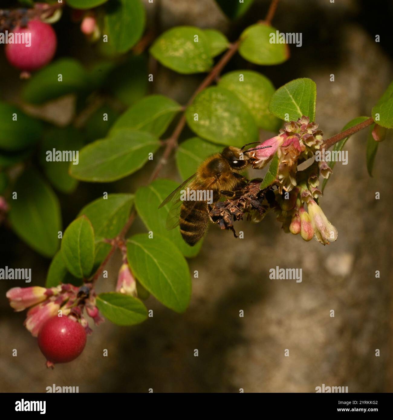A close up of a well focussed, Honey Bee, Apis Mellifera, pollenating ...
