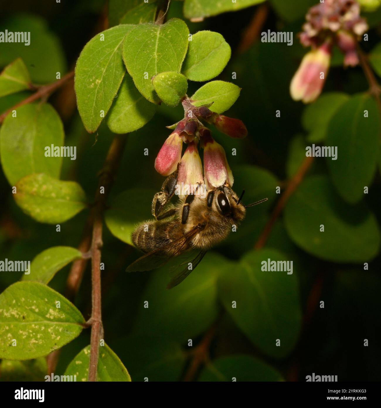 A close up of a well focussed, Honey Bee, Apis Mellifera, pollenating ...